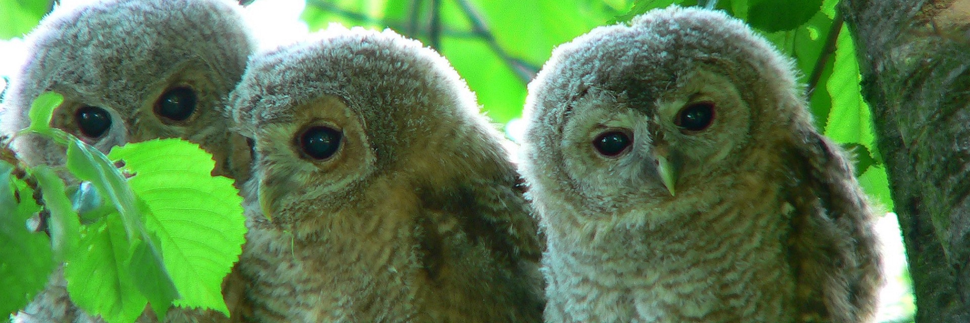 Flora e fauna — Italiano